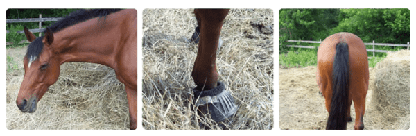 Ally's Story - Wellpride