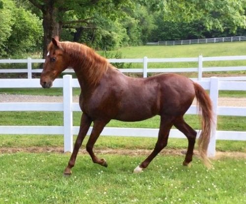 From Rescue to Recovery: Charger’s Story - Wellpride