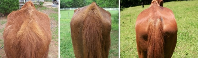 From Rescue to Recovery: Charger’s Story - Wellpride