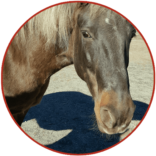 Wellpride | America's #1 Fish Oil for Horses