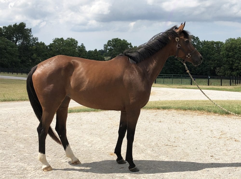 Wellpride® Renewal at New Vocations Racehorse Adoption Program - Wellpride