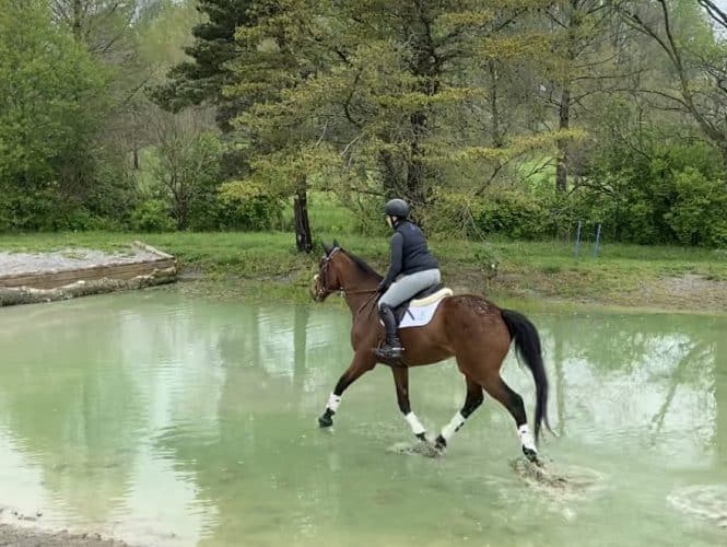 From Rain Rot to Healthy Coat: One Thoroughbred's Transformation ...